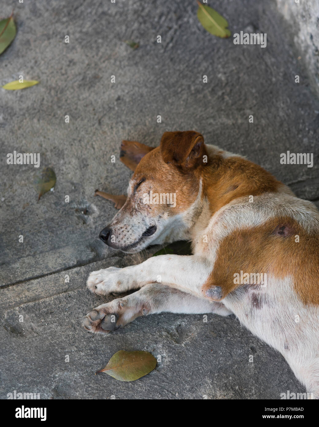 Stray dogs in road hi-res stock photography and images - Alamy