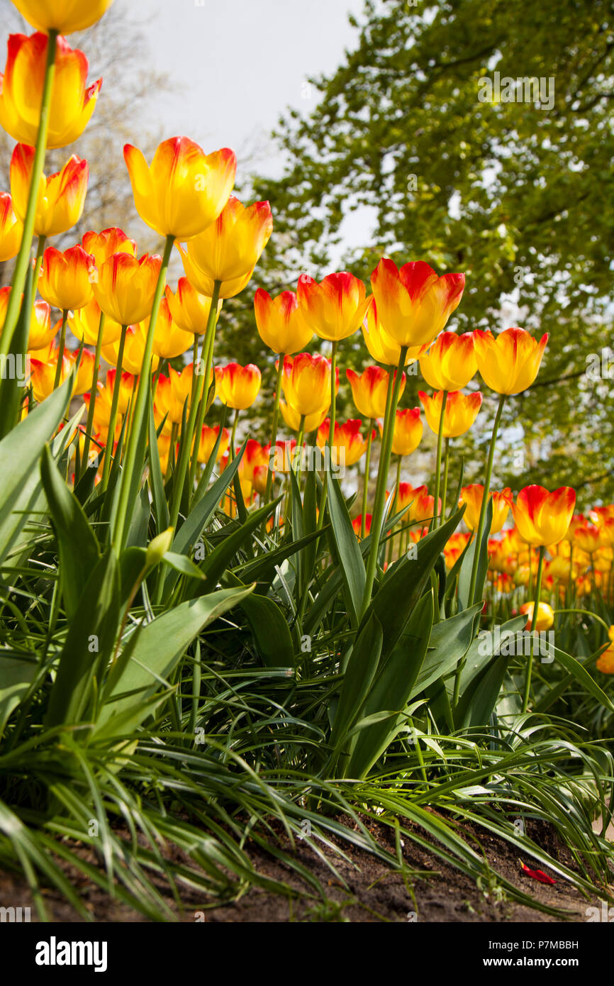 Colorful spring tulips and flowers Stock Photo - Alamy