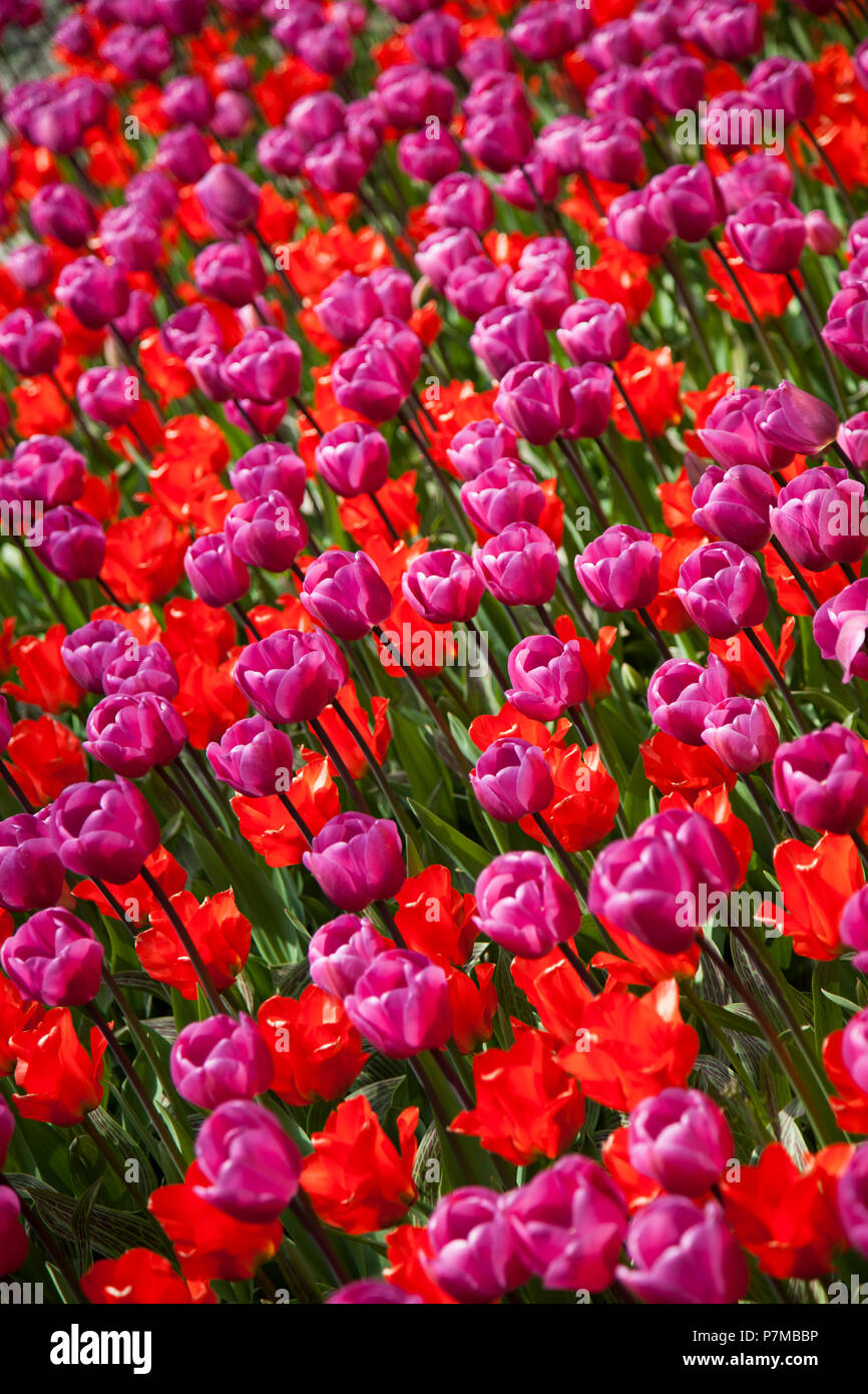 Tulip flowers close up Stock Photo - Alamy