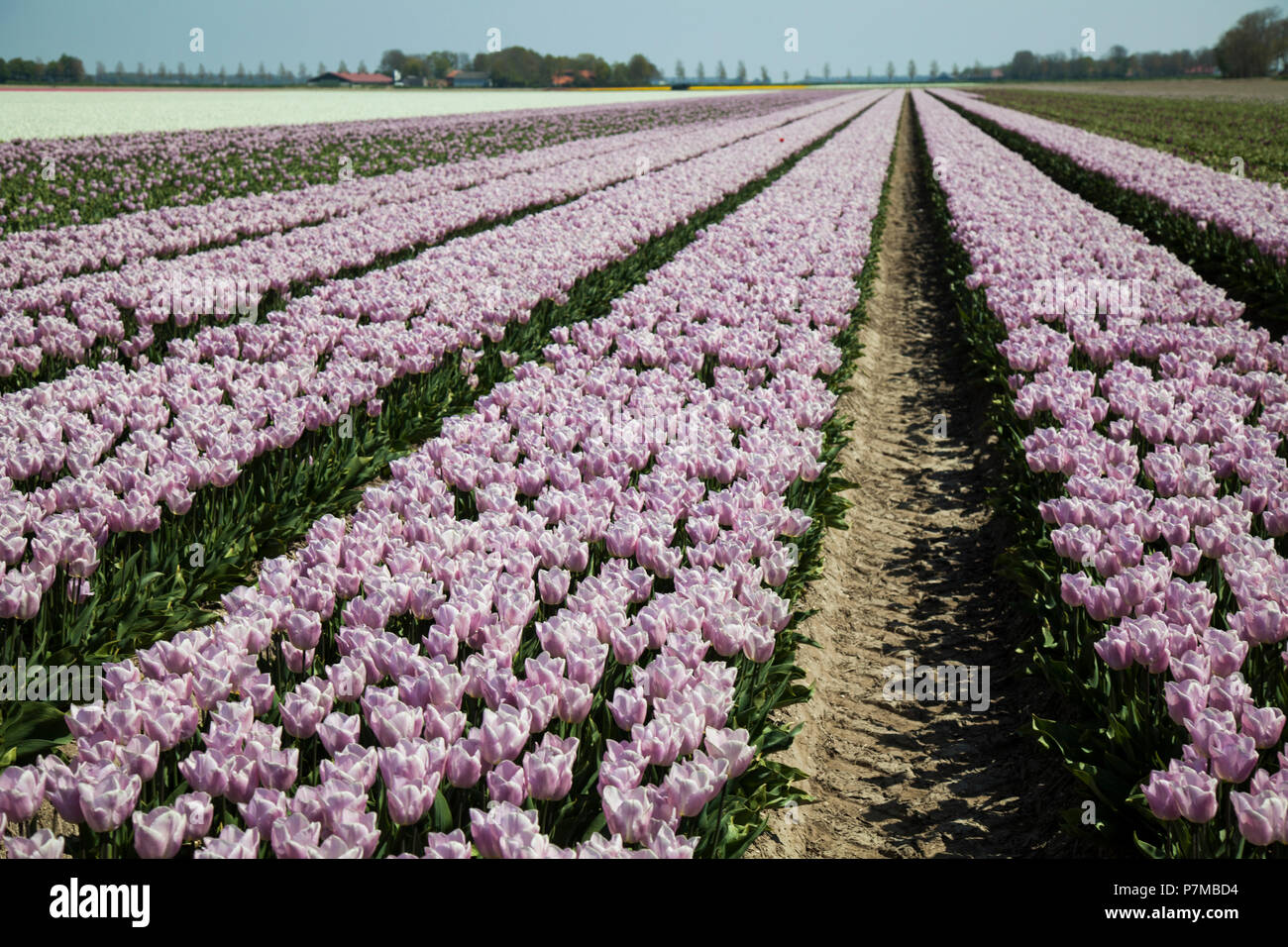 Beautiful spring tulip, flower background Stock Photo - Alamy