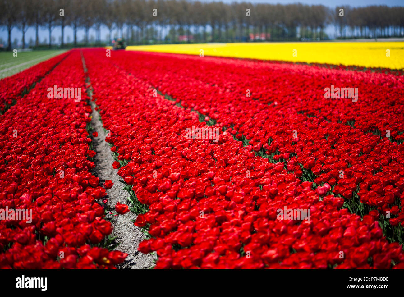 Beautiful spring tulip, flower background Stock Photo - Alamy