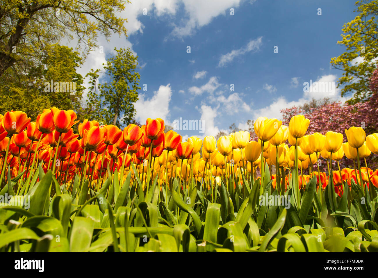 Tulip flowers close up Stock Photo - Alamy