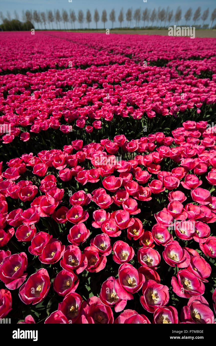 Beautiful spring tulip, flower background Stock Photo - Alamy