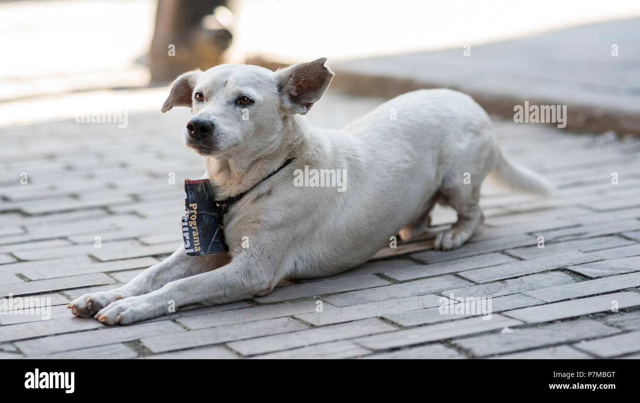 Cubano dog hi-res stock photography and images - Alamy