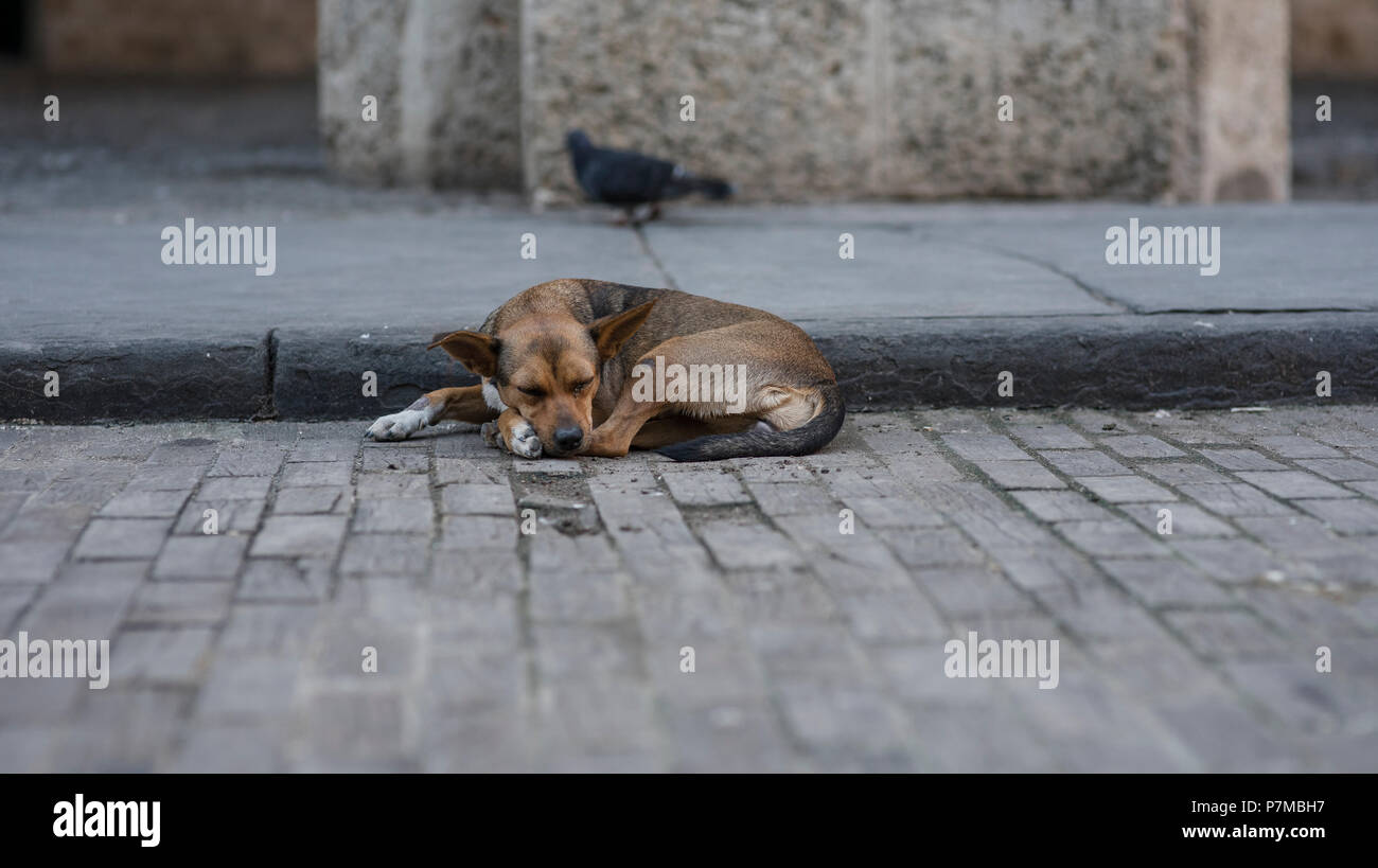 Stray dogs in road hi-res stock photography and images - Alamy