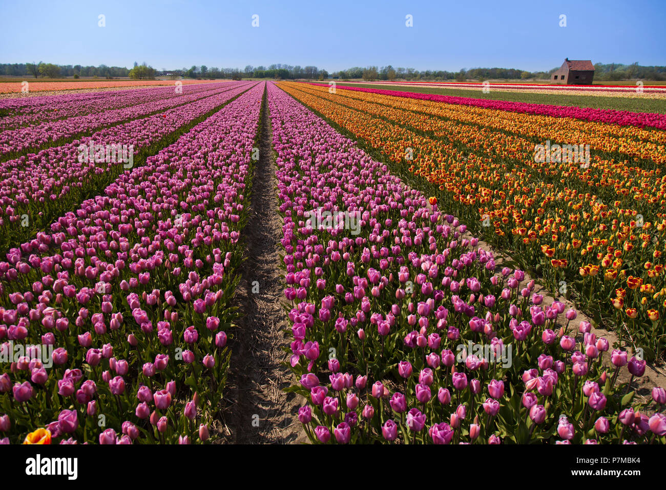 Beautiful spring tulip, flower background Stock Photo - Alamy