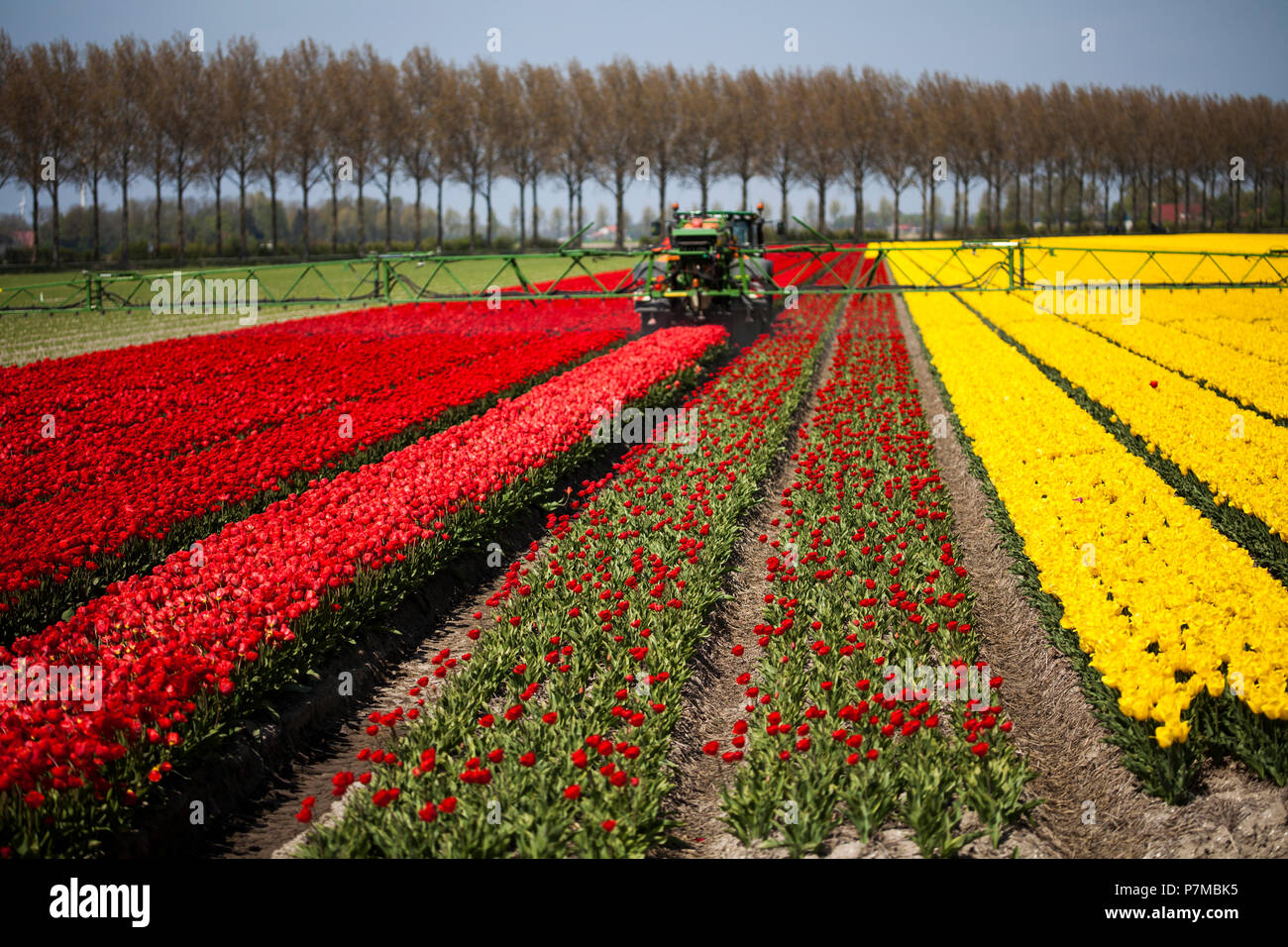 Beautiful spring tulip, flower background Stock Photo - Alamy