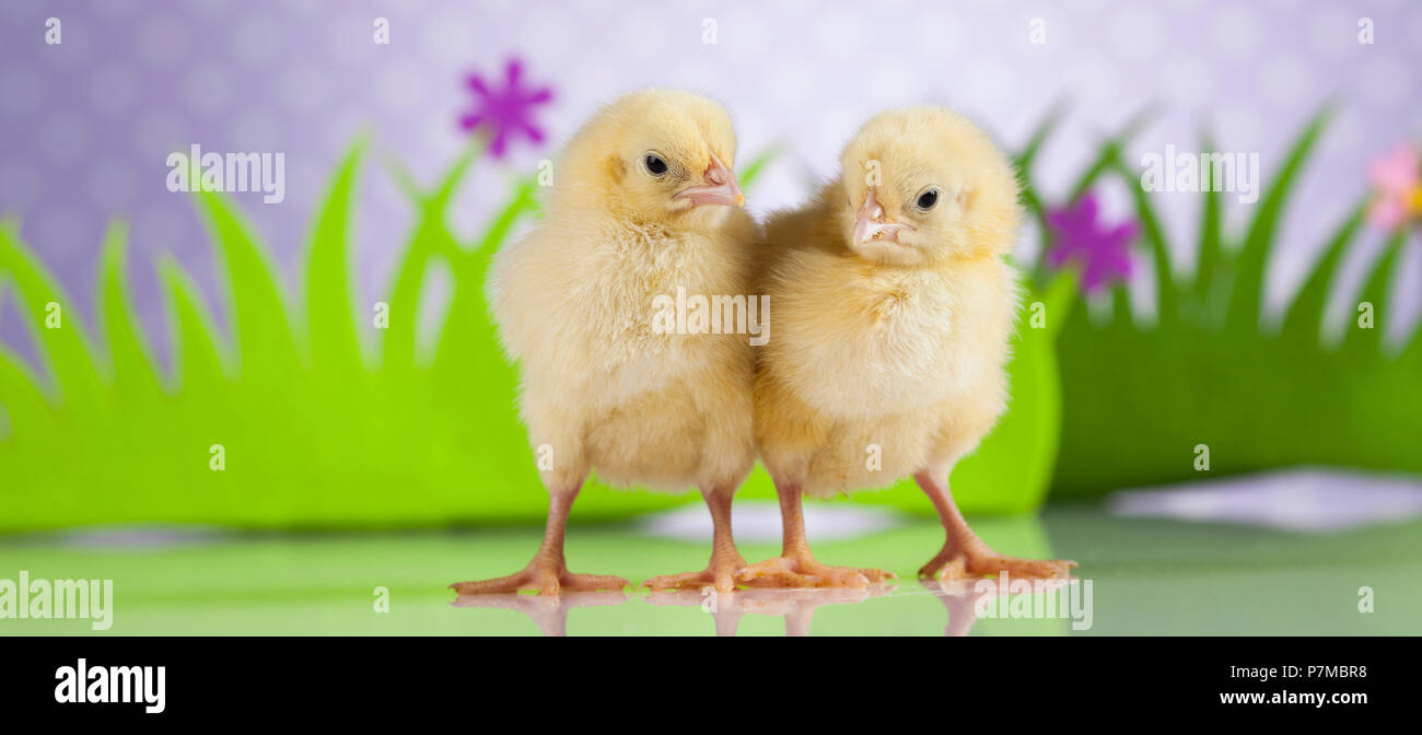 Easter young chick Stock Photo - Alamy