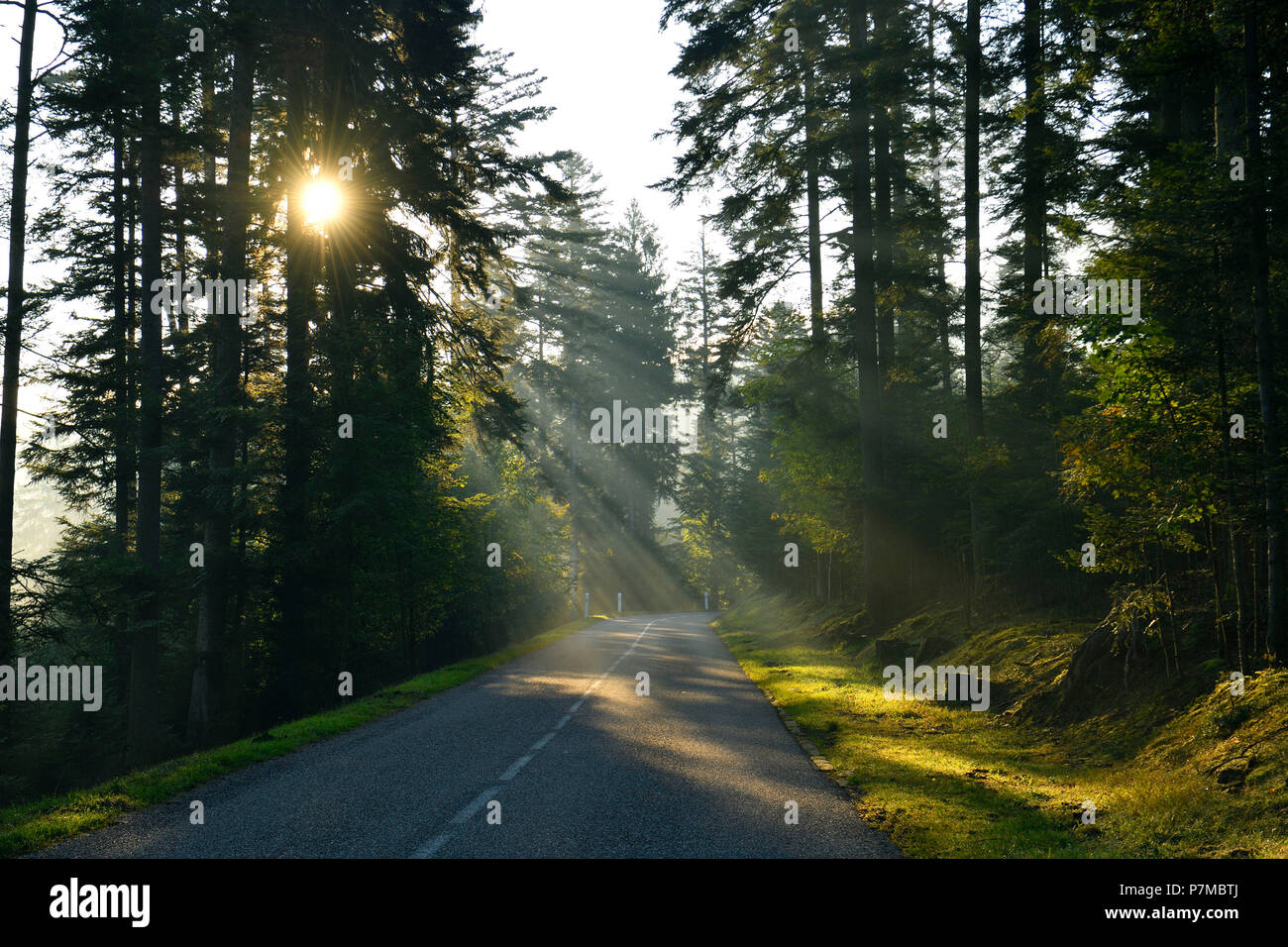 France, Lorraine, Moselle, Dabo, forest road towards the rock of Dabo ...