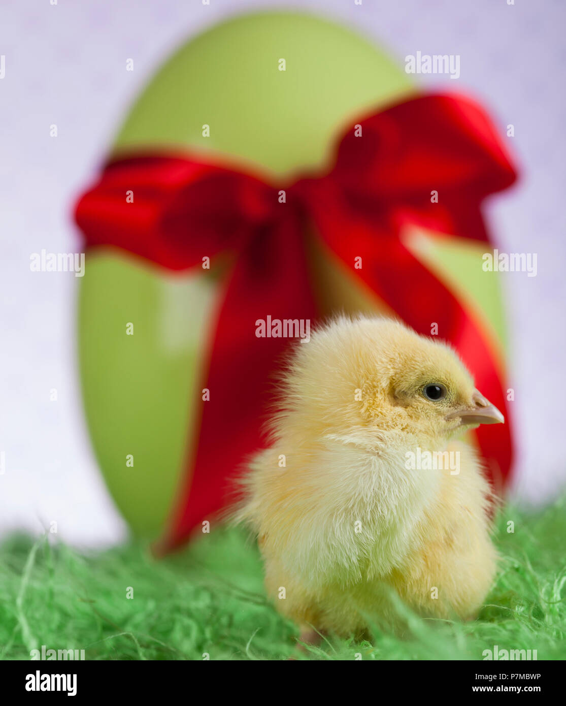 Easter leveret hi-res stock photography and images - Alamy