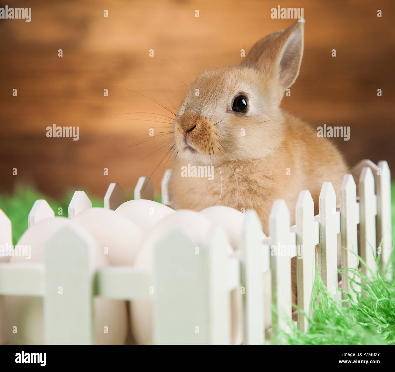 Rabbit and easter eggs Stock Photo - Alamy