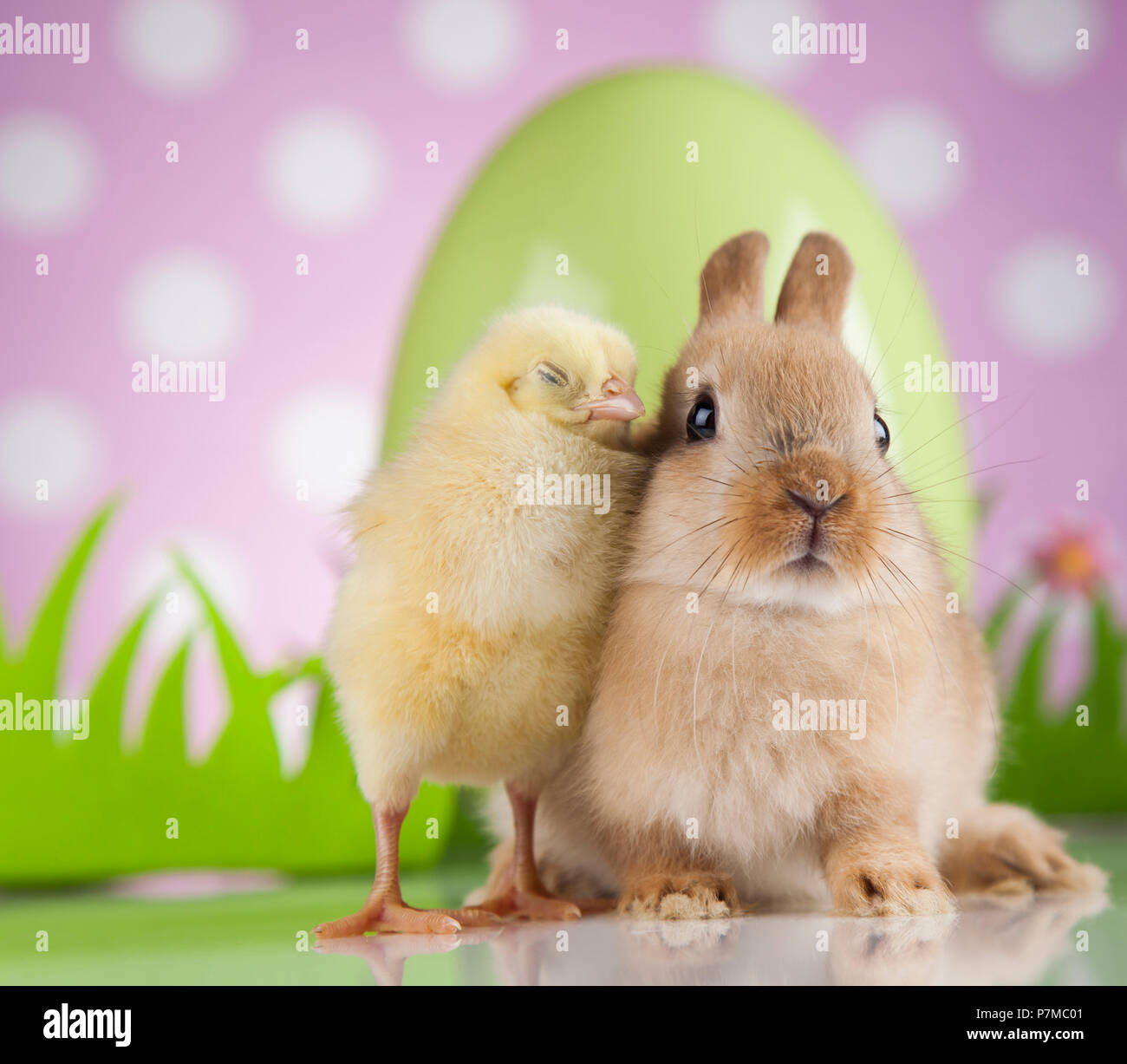 Easter chicken, Bunny Stock Photo - Alamy