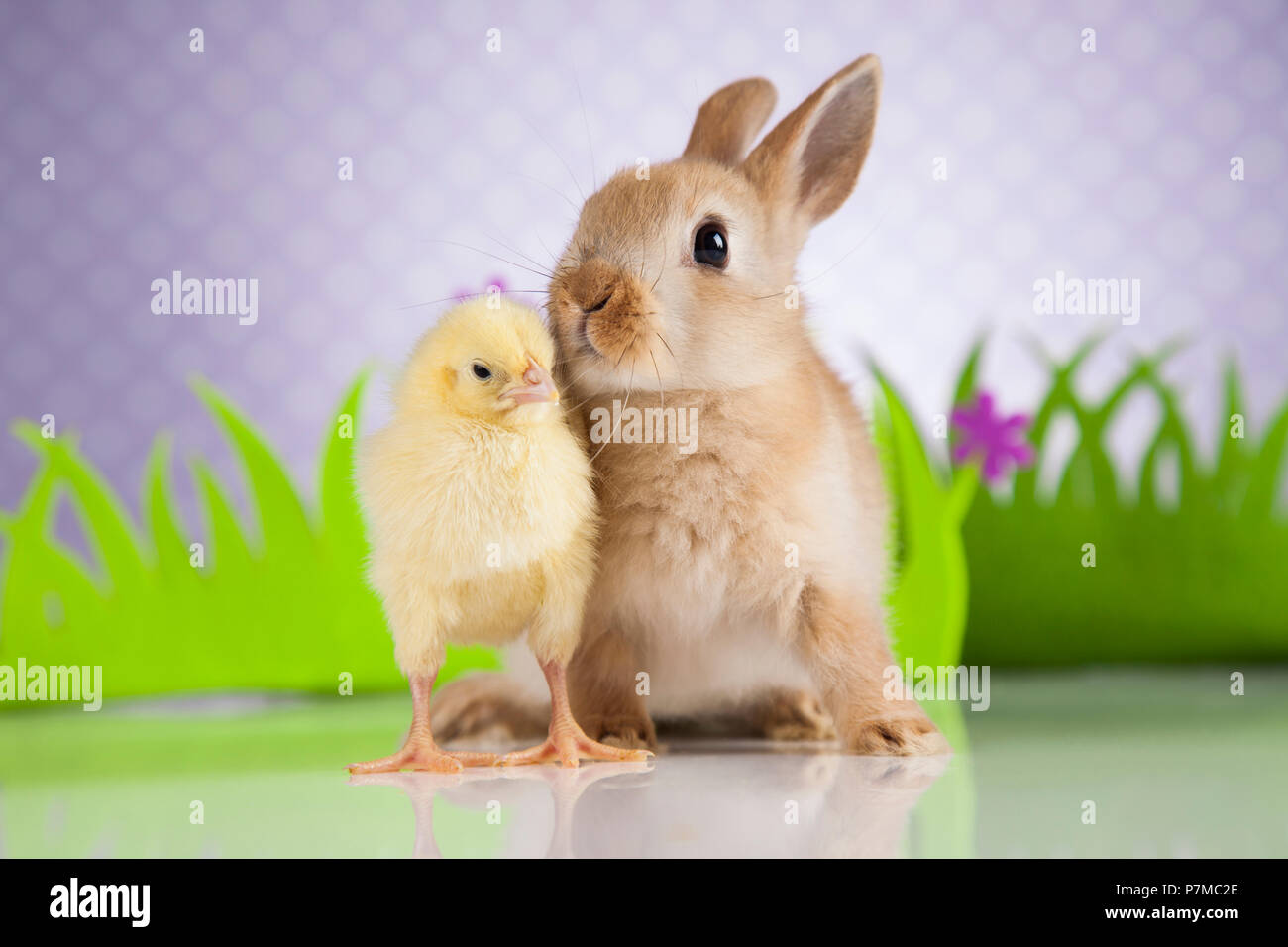 Easter chicken, Bunny Stock Photo - Alamy