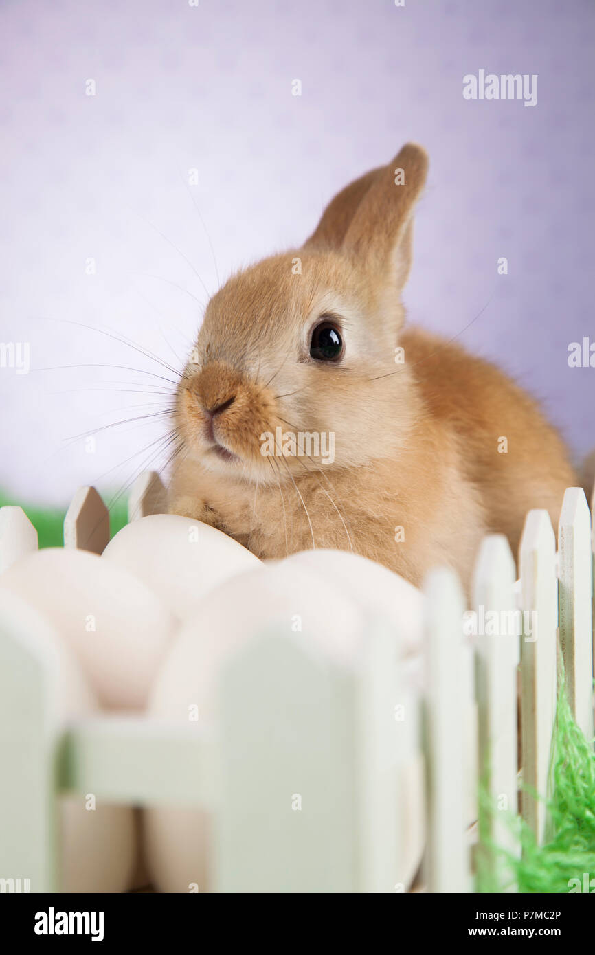 Little Easter bunny Stock Photo - Alamy