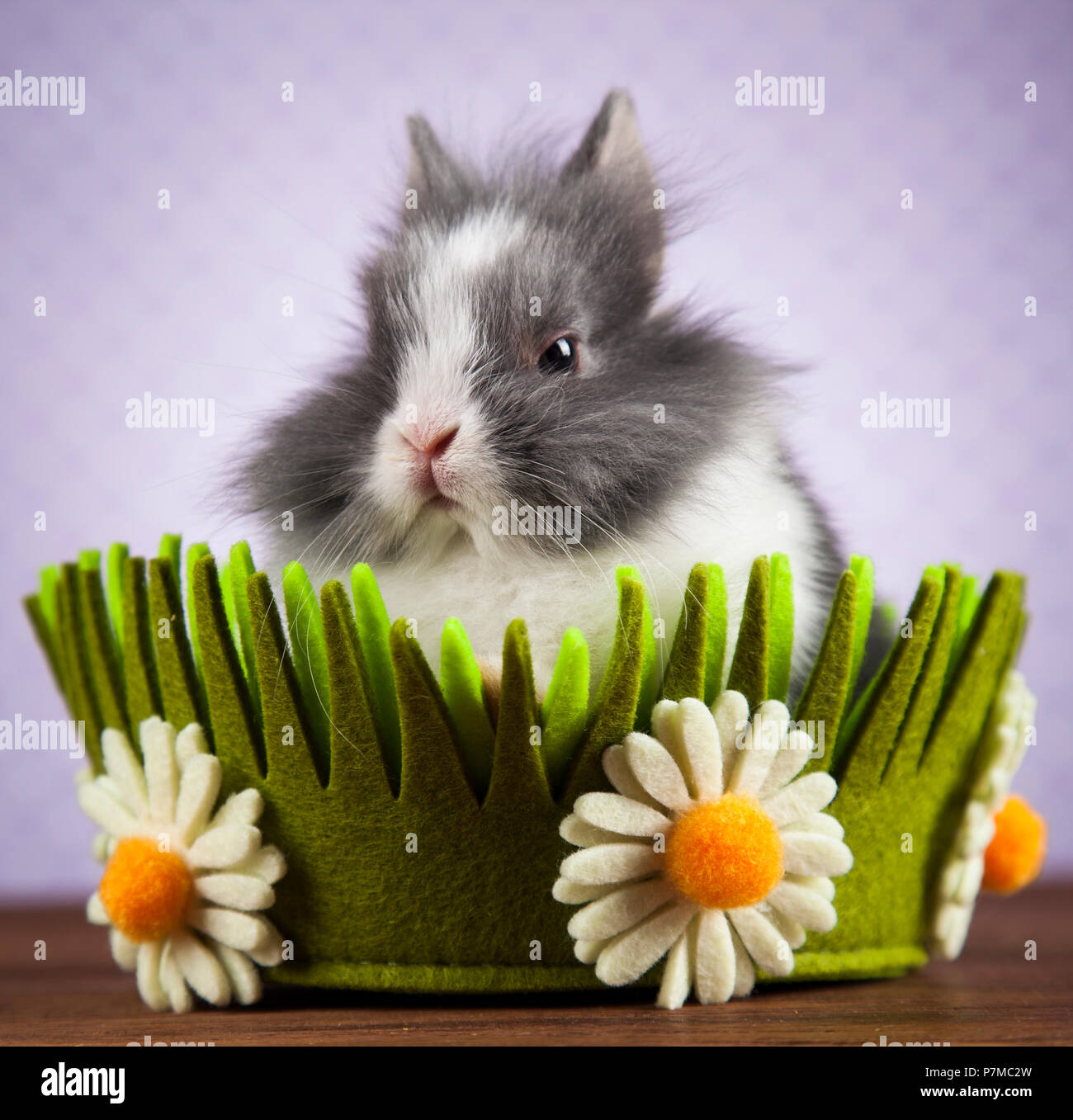 Little Easter bunny Stock Photo - Alamy