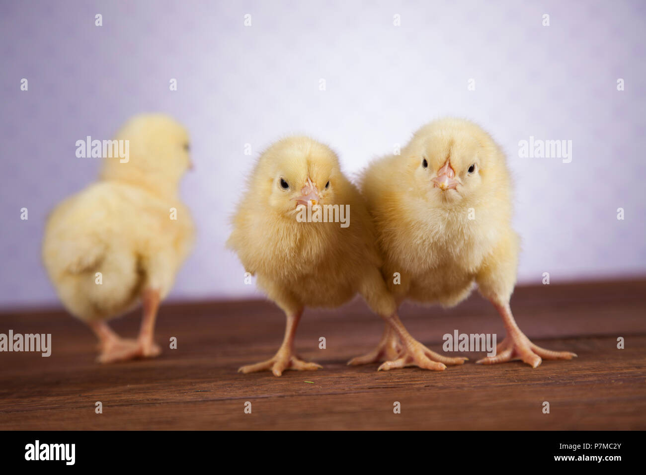 Easter young chick Stock Photo - Alamy