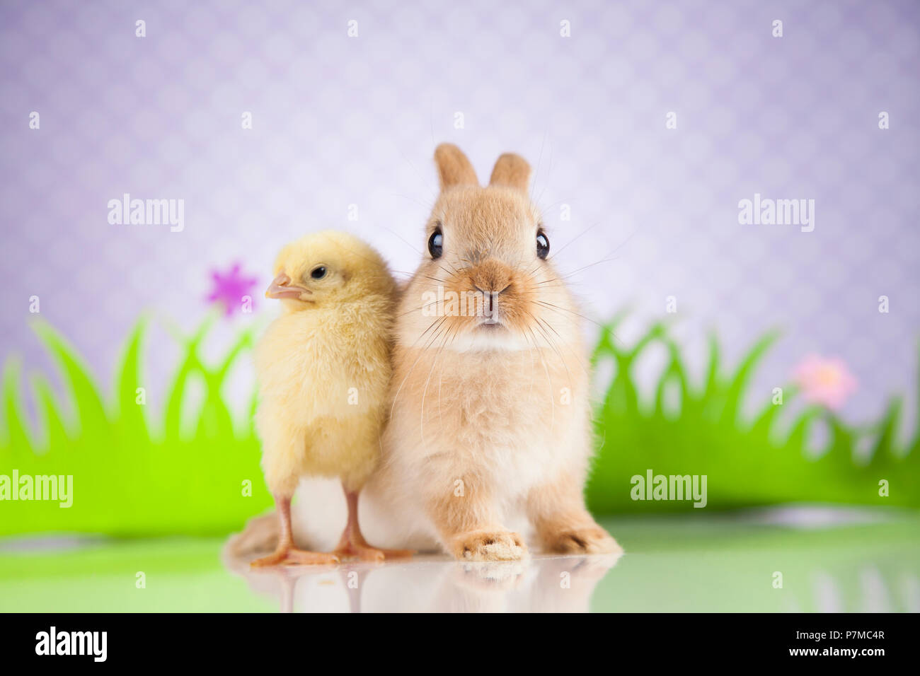 Happy Easter, Chick in bunny Stock Photo - Alamy