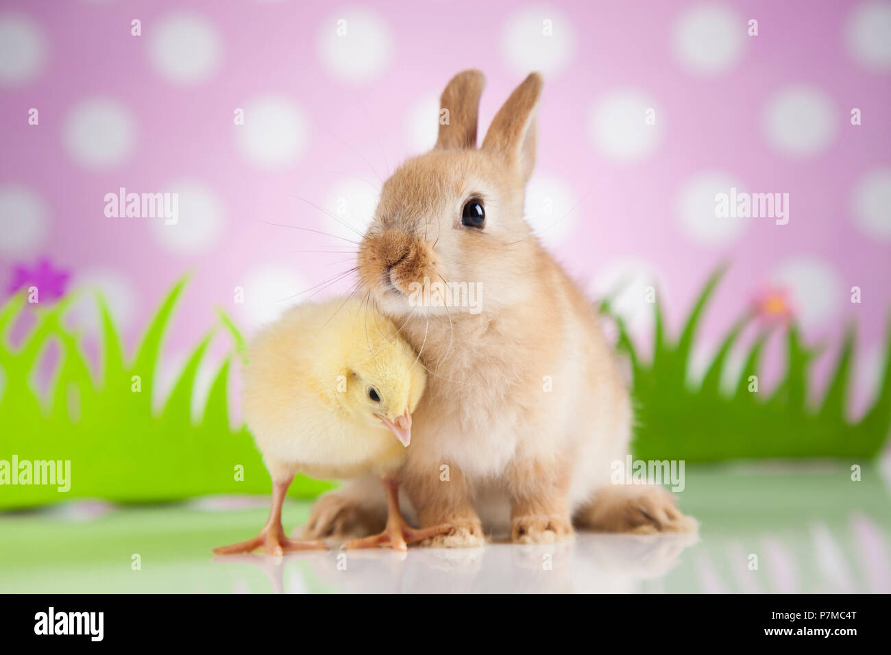 Easter chicken, Bunny Stock Photo - Alamy
