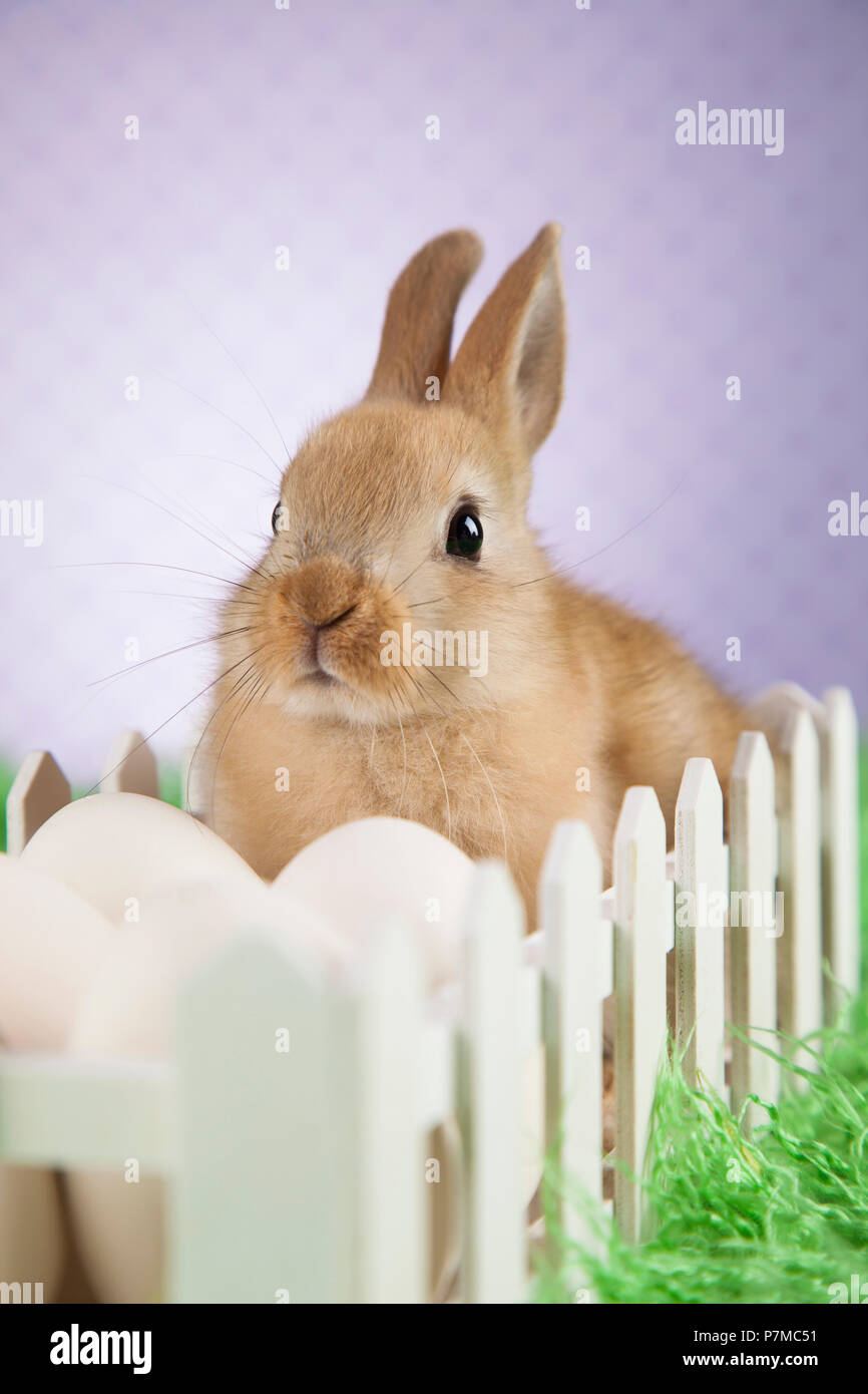 Rabbit and easter eggs Stock Photo - Alamy