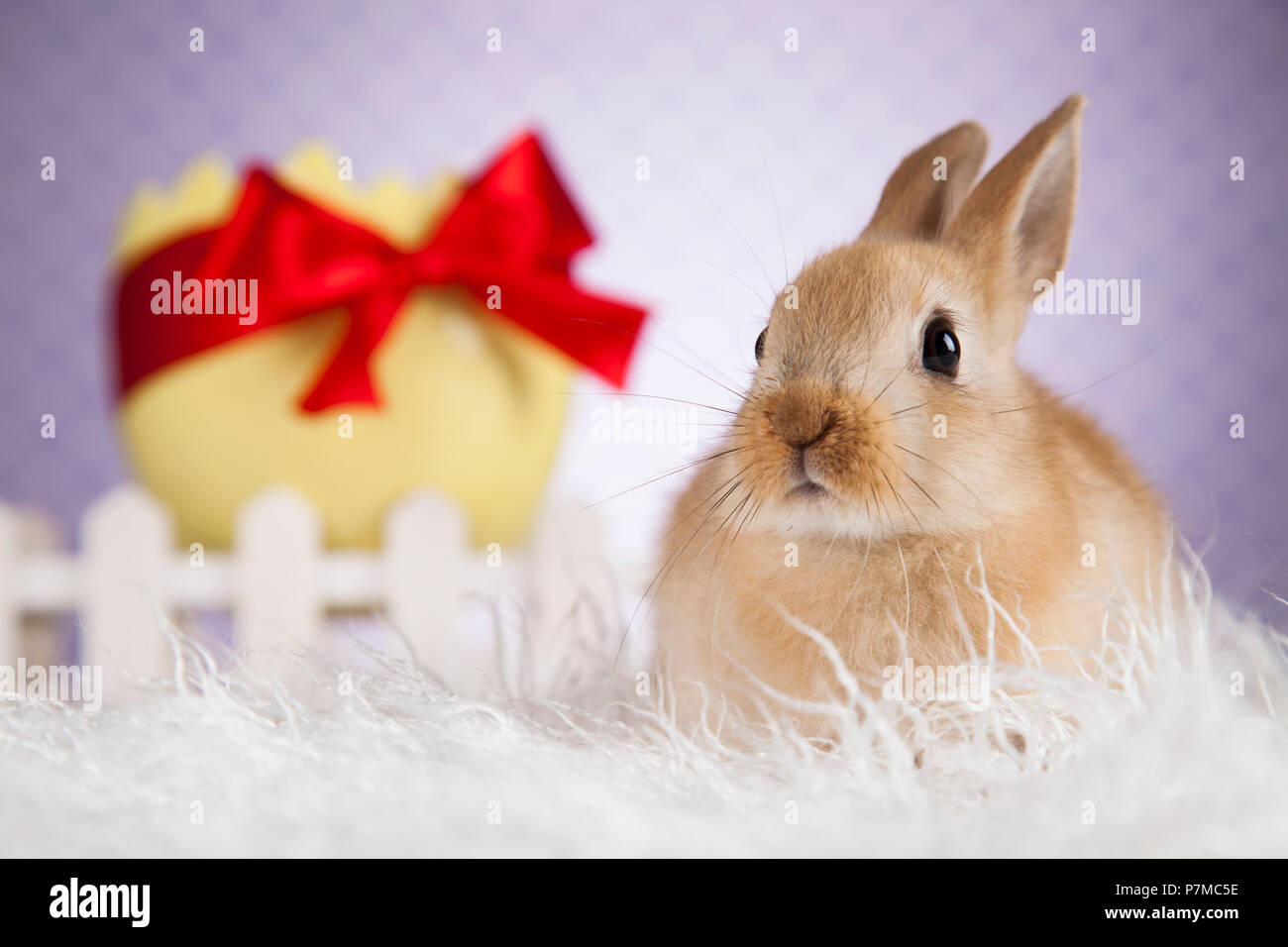 Rabbit and easter eggs Stock Photo - Alamy