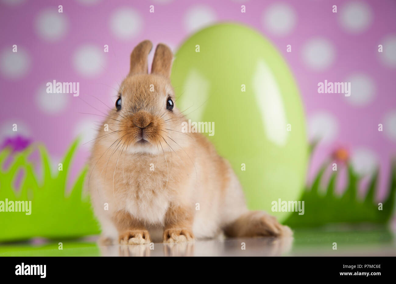 Rabbit and easter eggs Stock Photo - Alamy