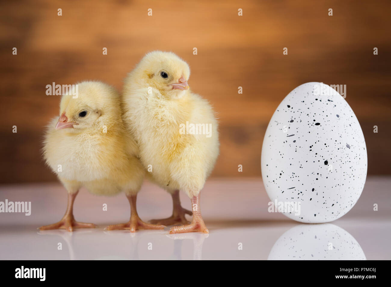 Easter young chick Stock Photo - Alamy