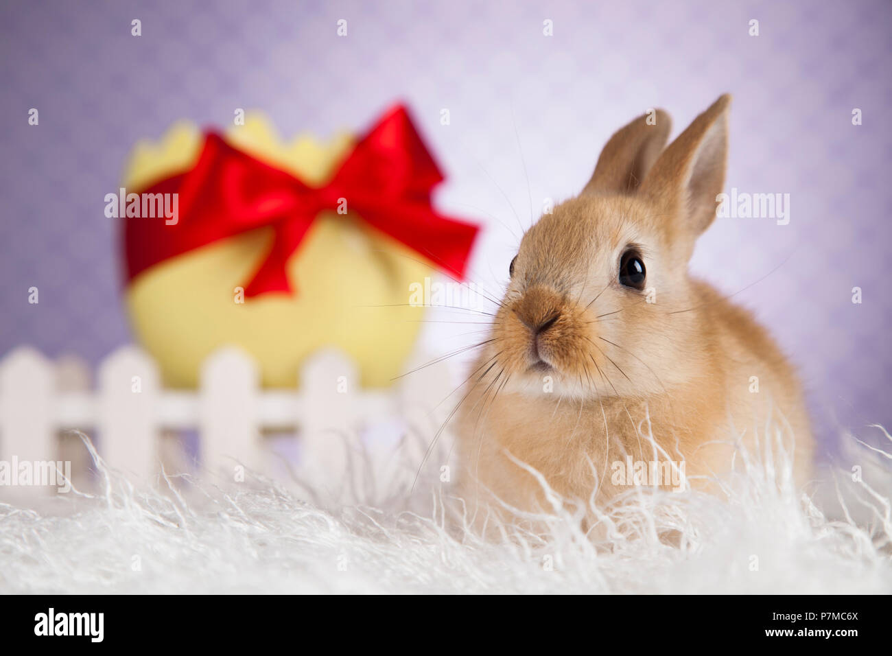 Little Easter bunny Stock Photo - Alamy