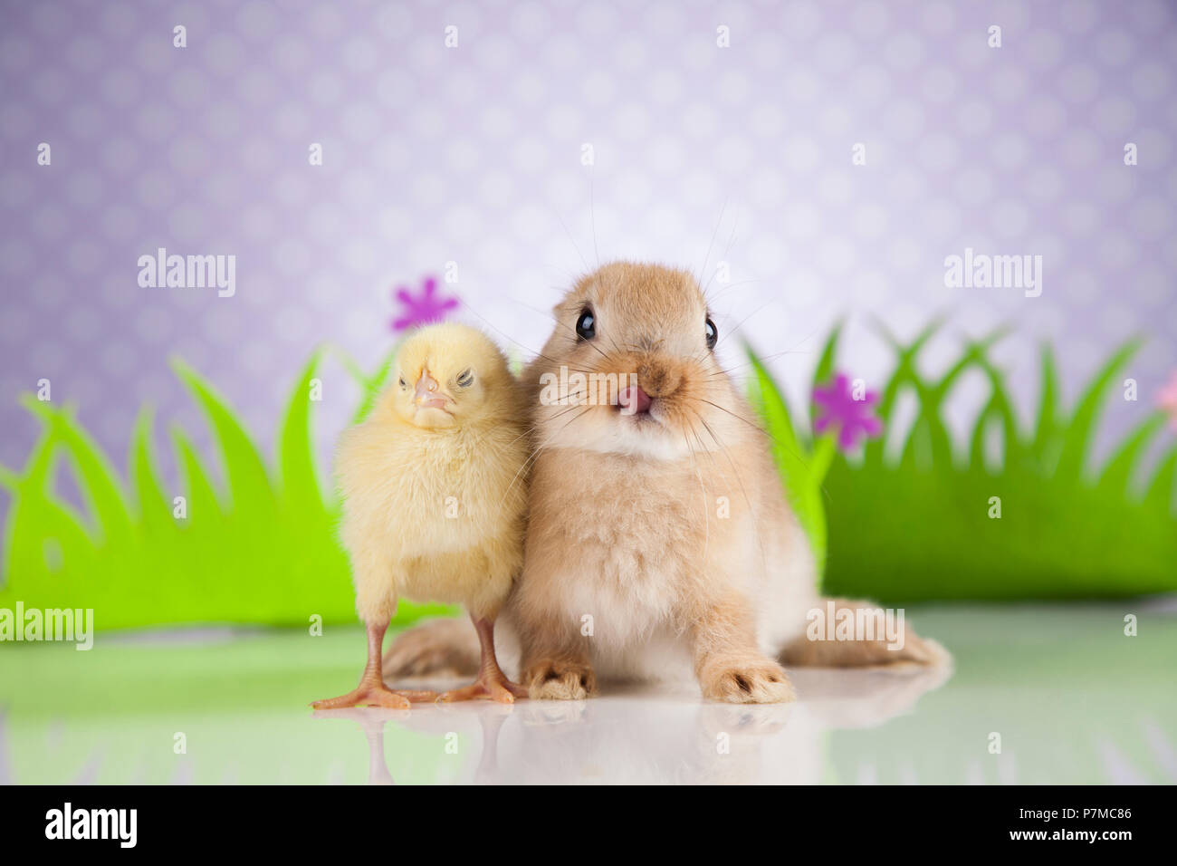 Easter chicken, Bunny Stock Photo - Alamy
