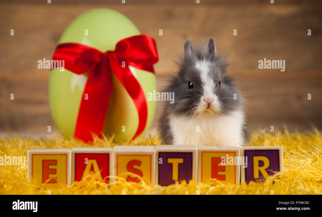 Rabbit and easter eggs Stock Photo - Alamy