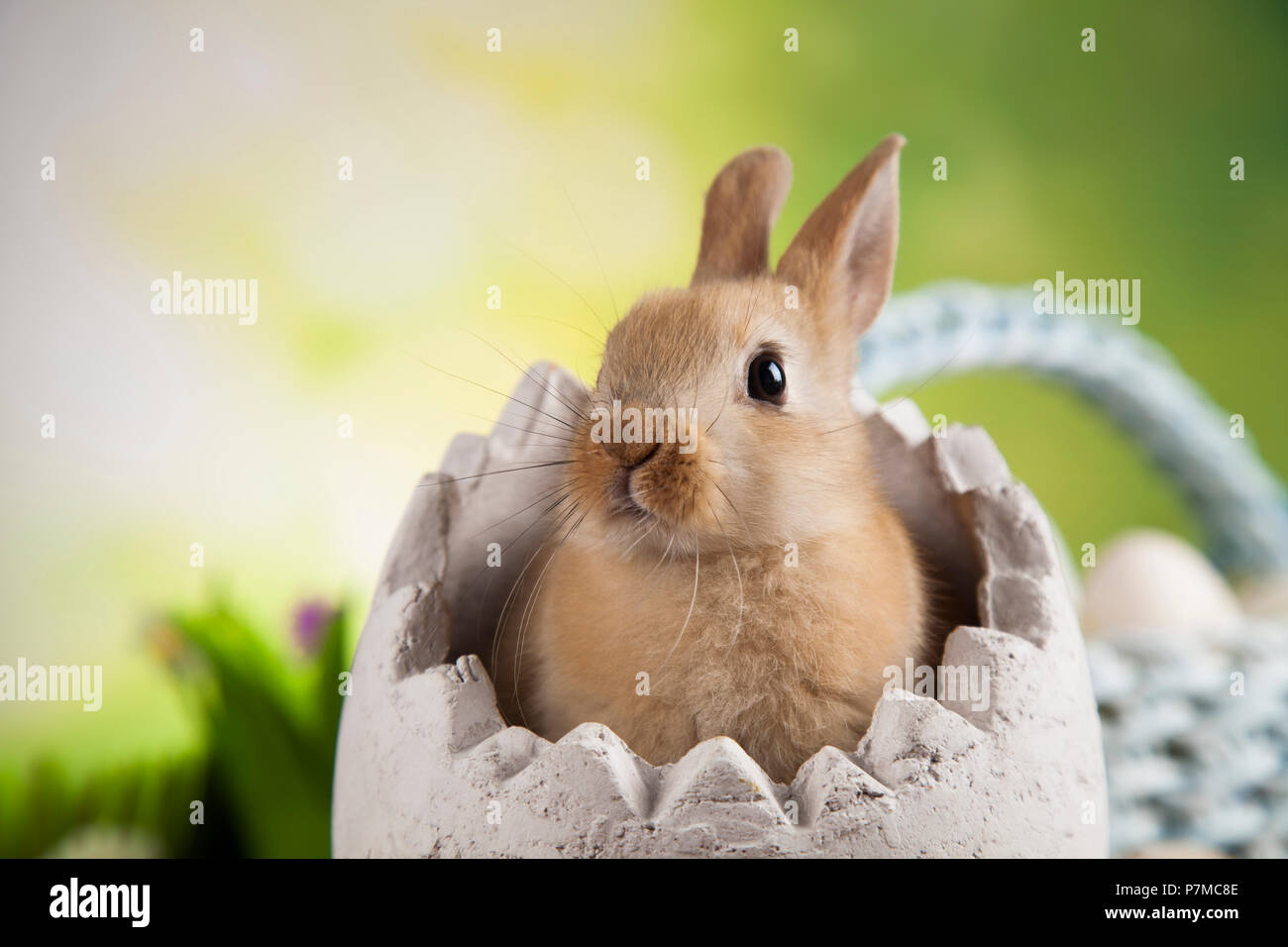 Little Easter bunny Stock Photo - Alamy