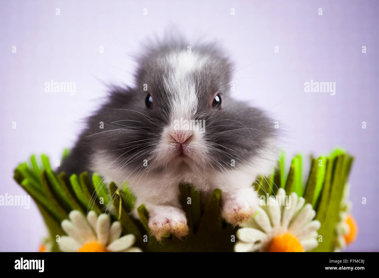 Little Easter bunny Stock Photo - Alamy