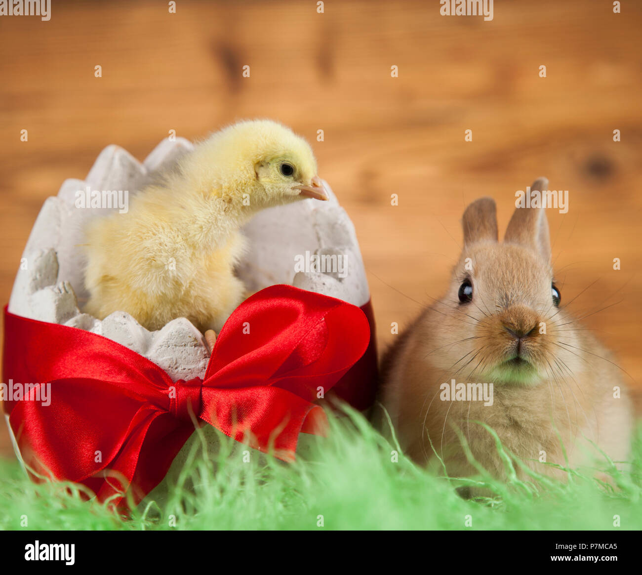 Easter chicken, Bunny Stock Photo - Alamy
