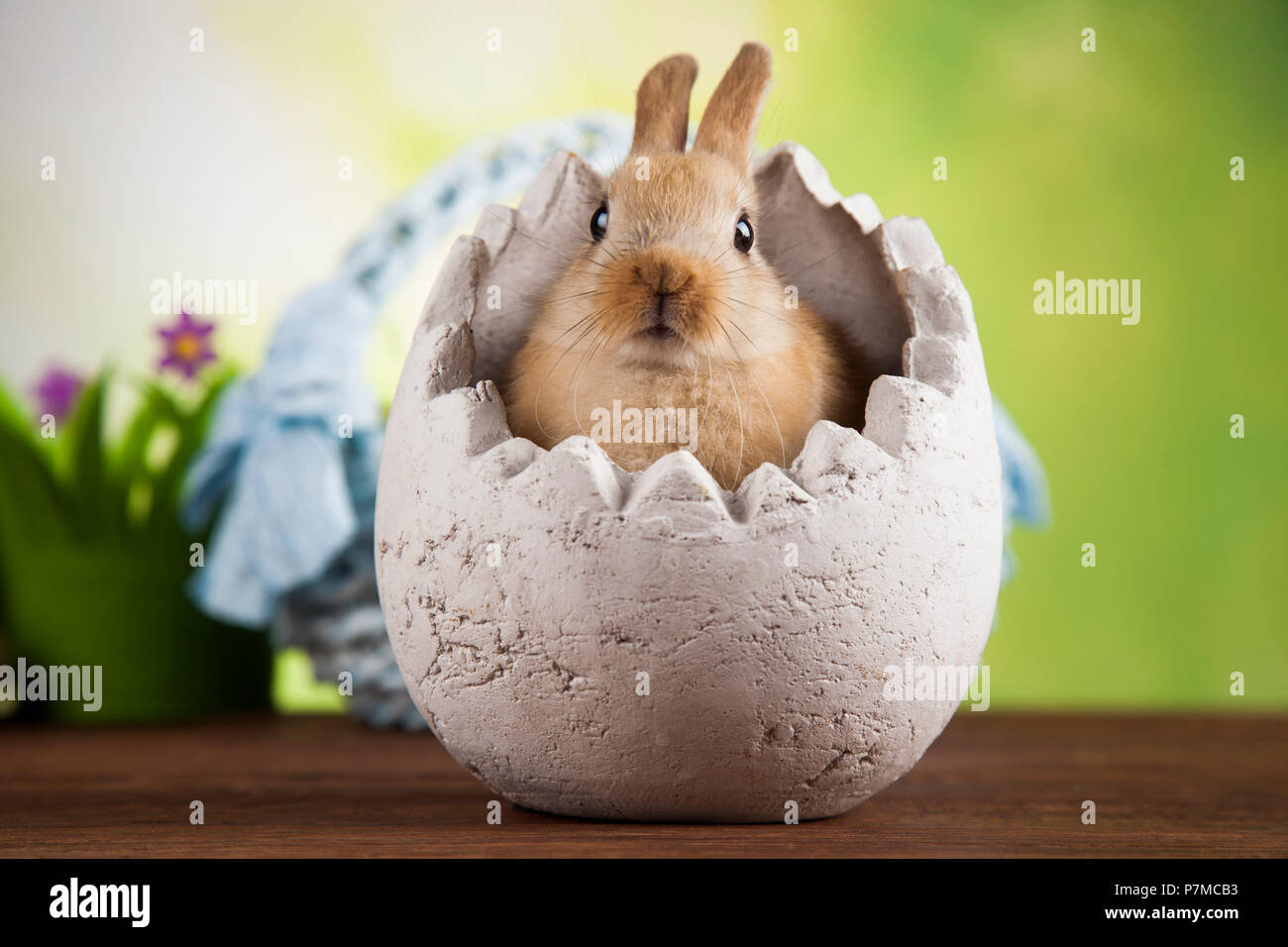 Little Easter bunny Stock Photo - Alamy
