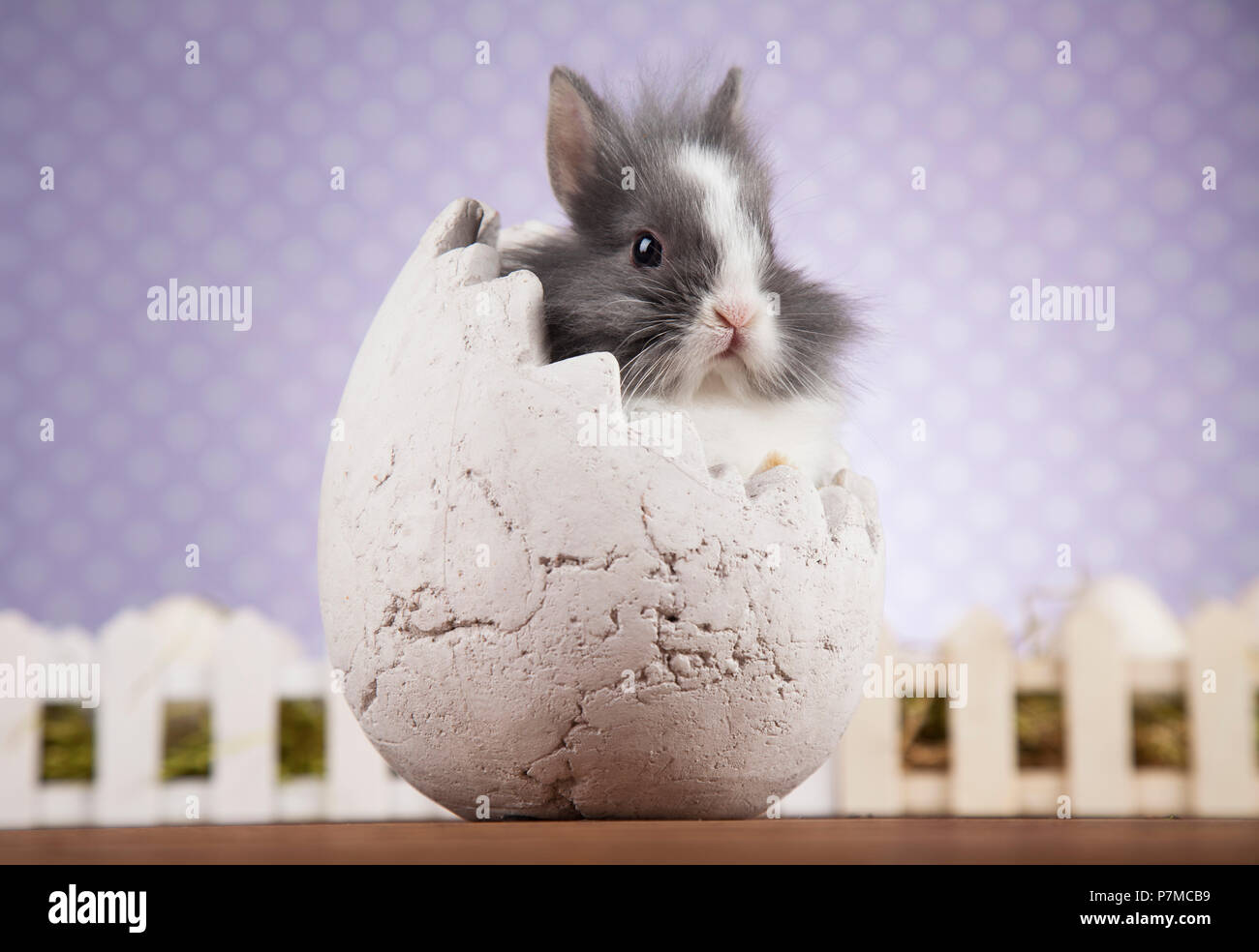 Little Easter bunny Stock Photo - Alamy