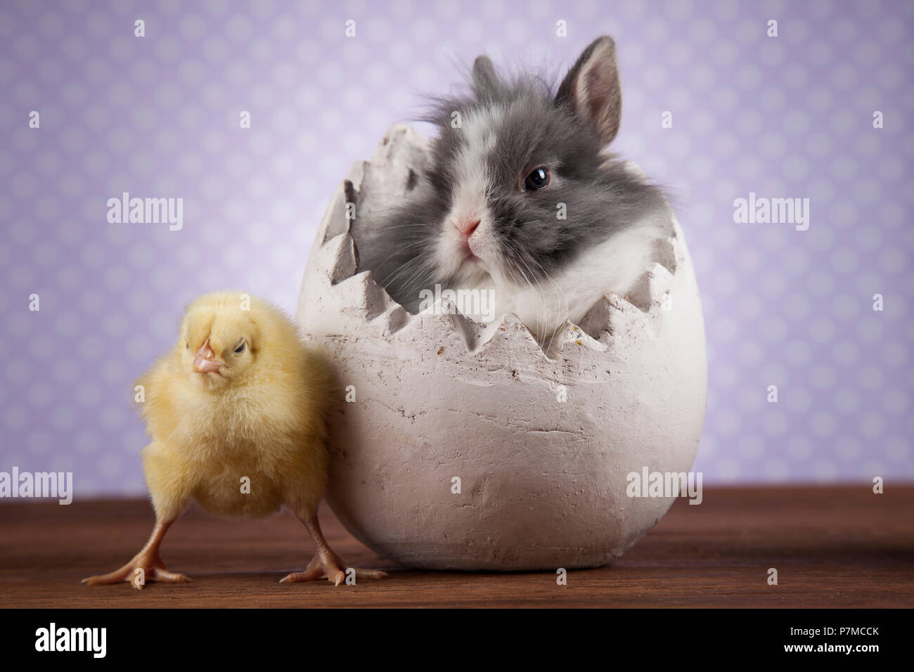 Easter chicken, Bunny Stock Photo - Alamy
