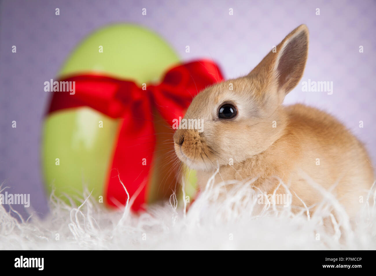 Rabbit and easter eggs Stock Photo - Alamy