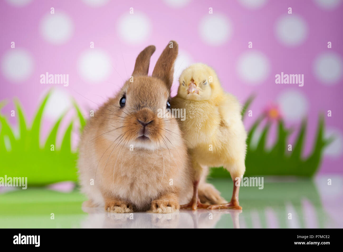 Easter chicken, Bunny Stock Photo - Alamy