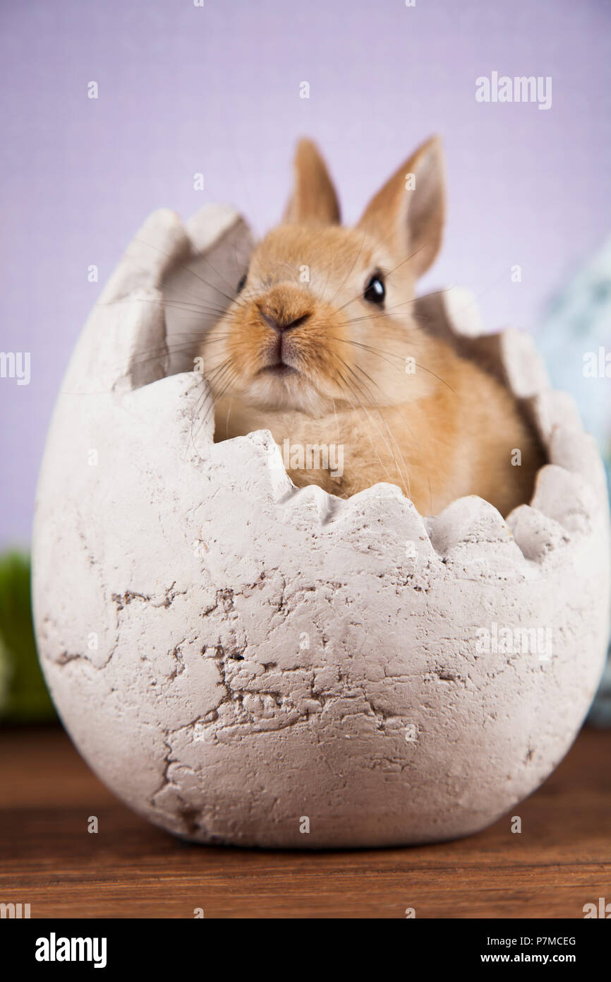 Rabbit and easter eggs Stock Photo - Alamy