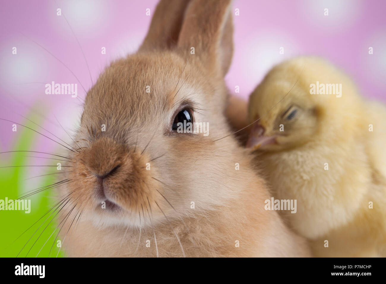 Easter bunny and chick hi-res stock photography and images - Alamy