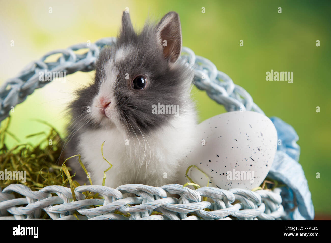 Little Easter bunny Stock Photo - Alamy