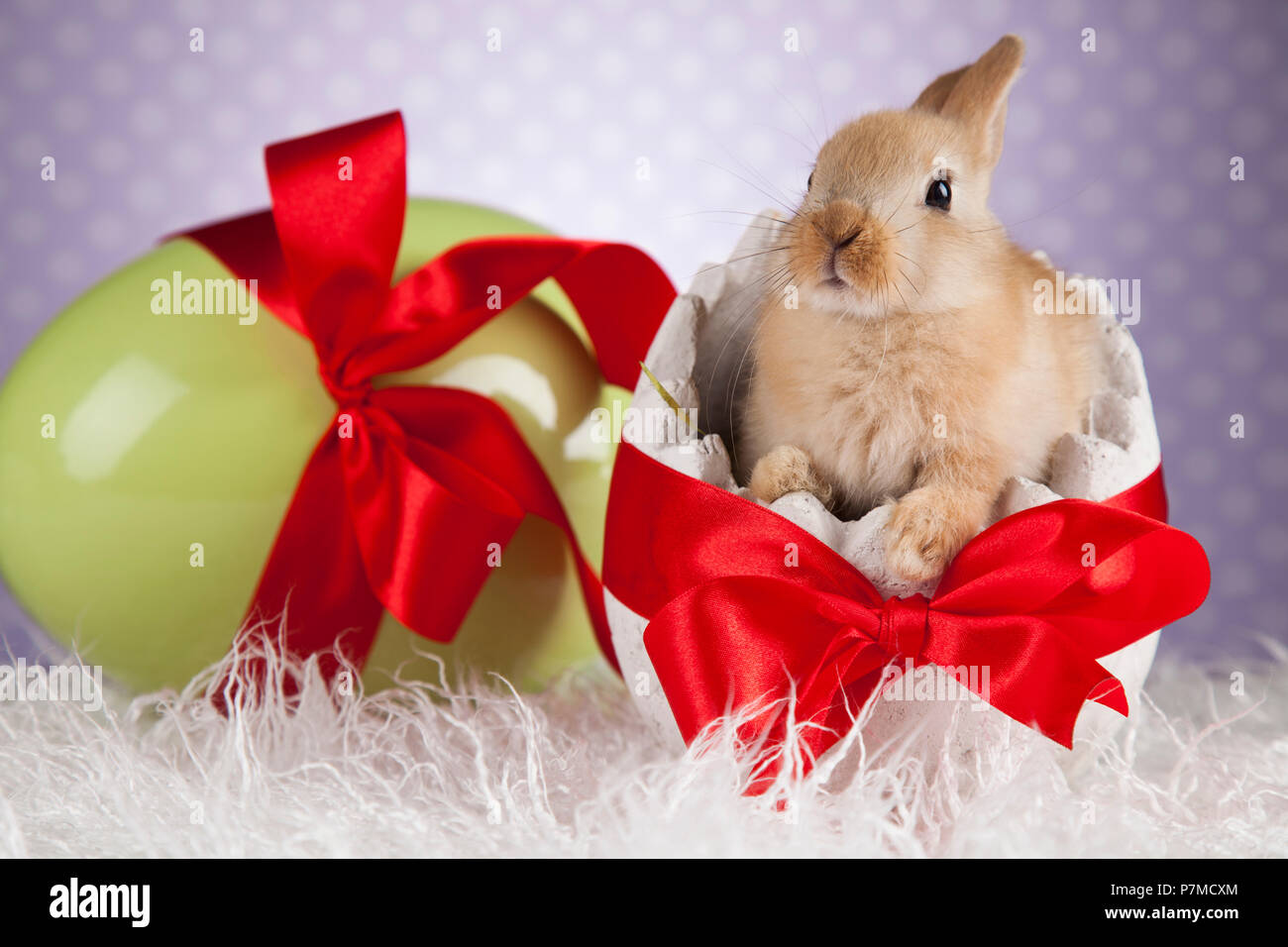 Rabbit and easter eggs Stock Photo - Alamy