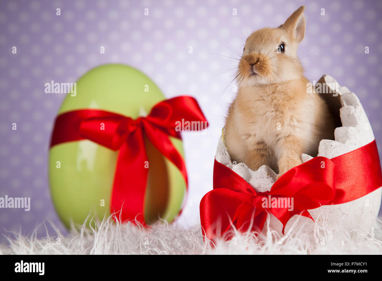Little Easter bunny Stock Photo - Alamy