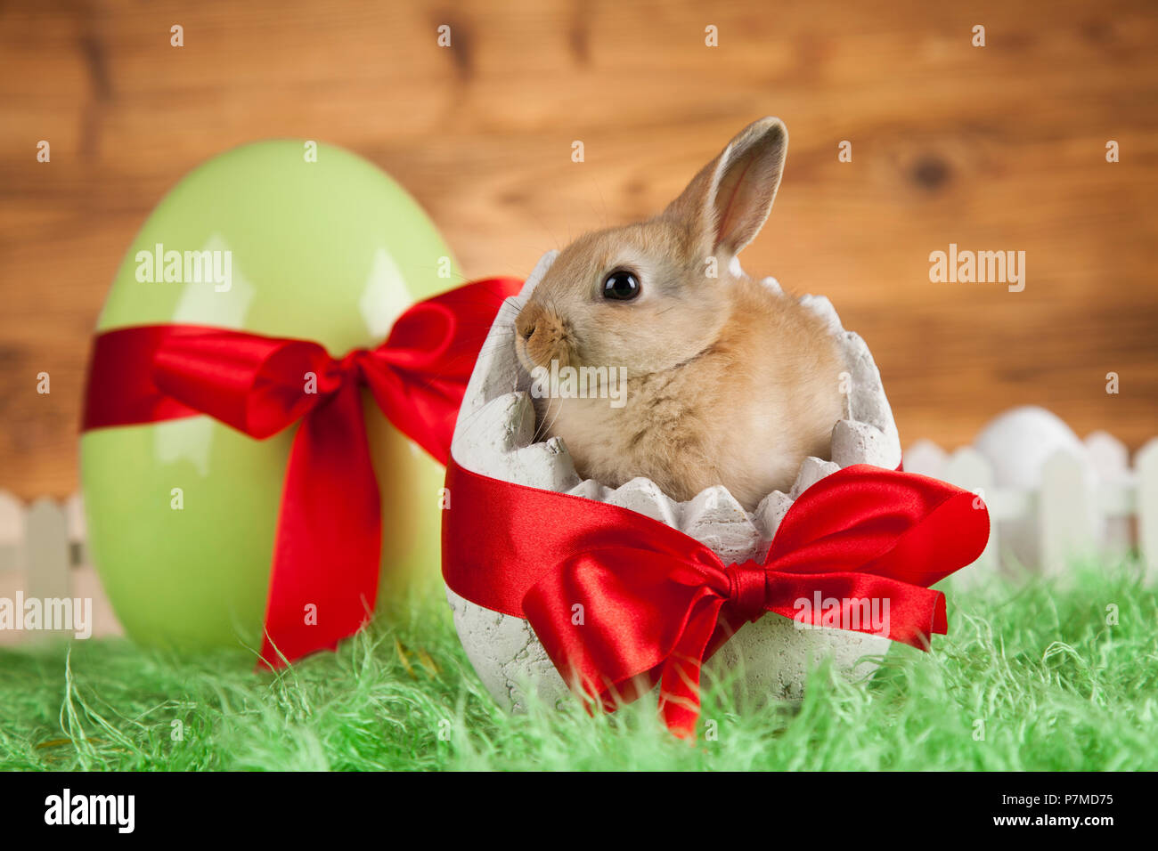 Animal easter, Baby bunny, egg Stock Photo - Alamy