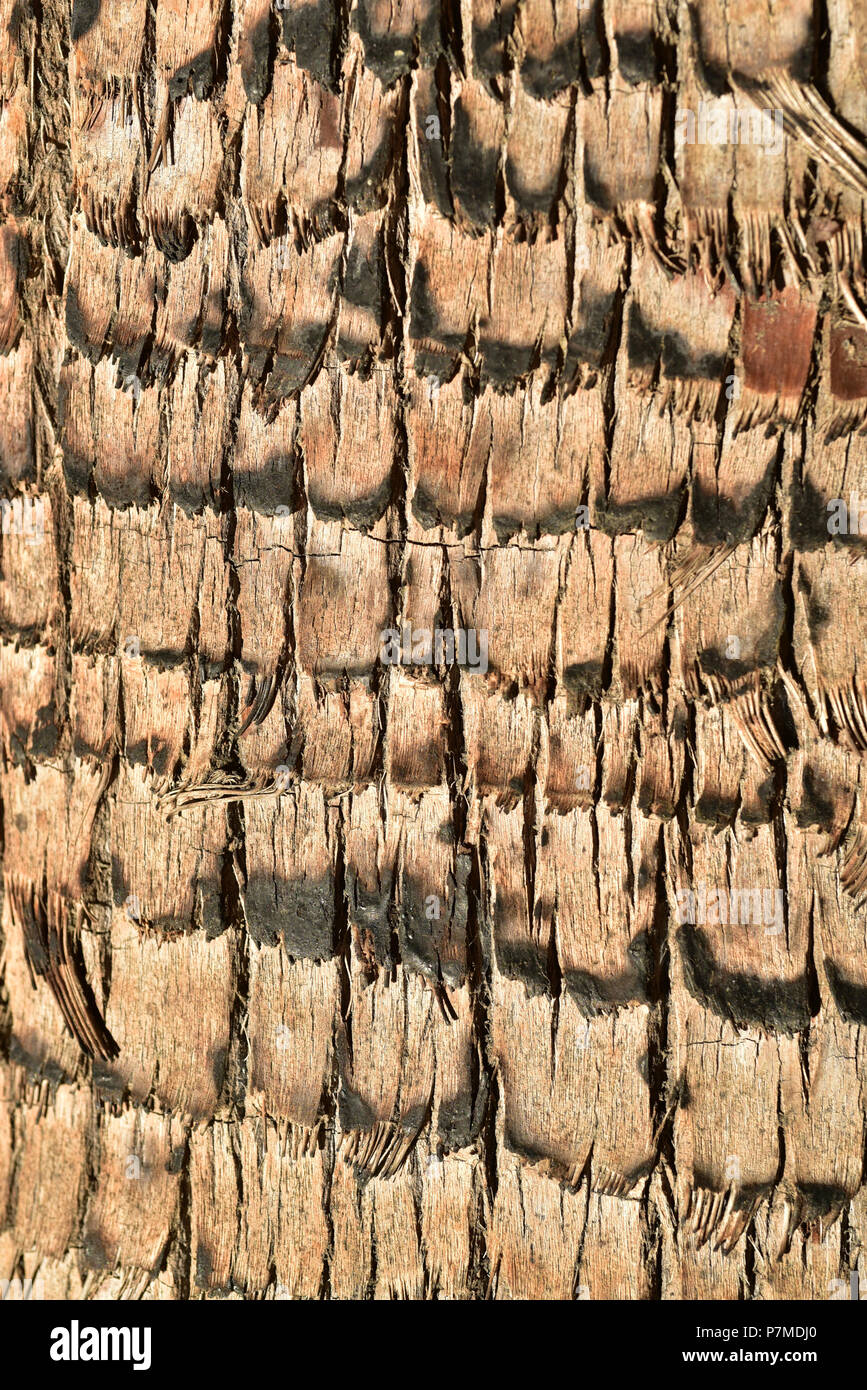 close up detail tropical palm tree trunk bark texture pattern Stock ...