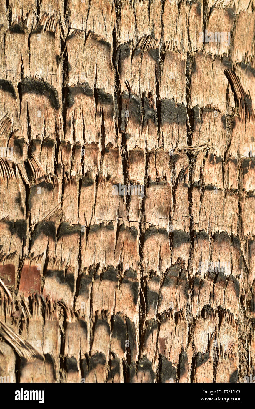 close up detail tropical palm tree trunk bark texture pattern Stock ...