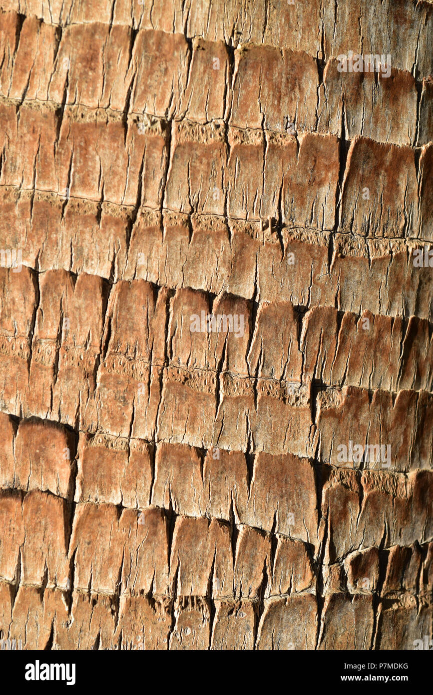 Patterns in bark palm tree hi-res stock photography and images - Alamy
