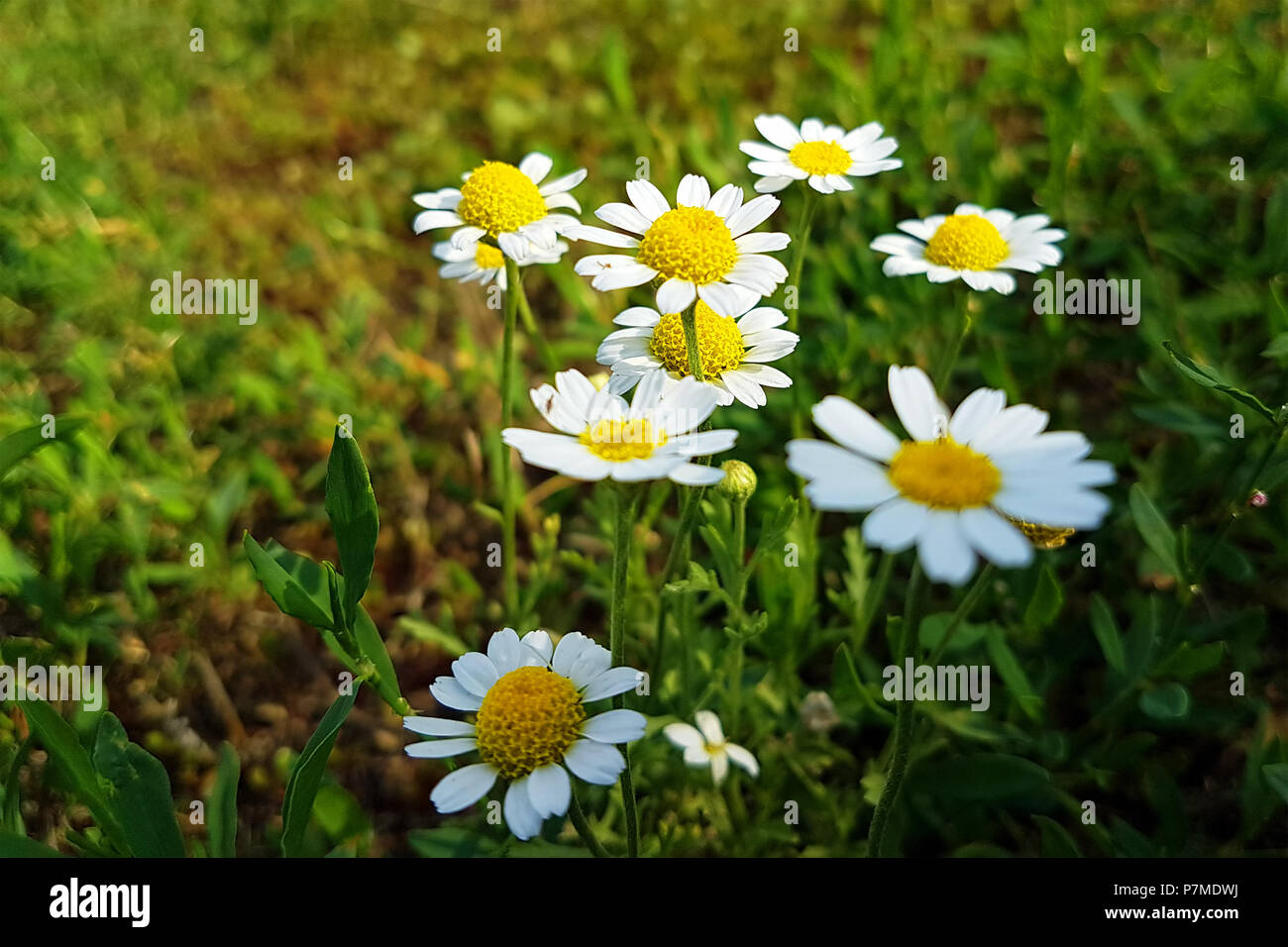 Wildflowers on the rural field lawn. Nature landscape background Stock ...