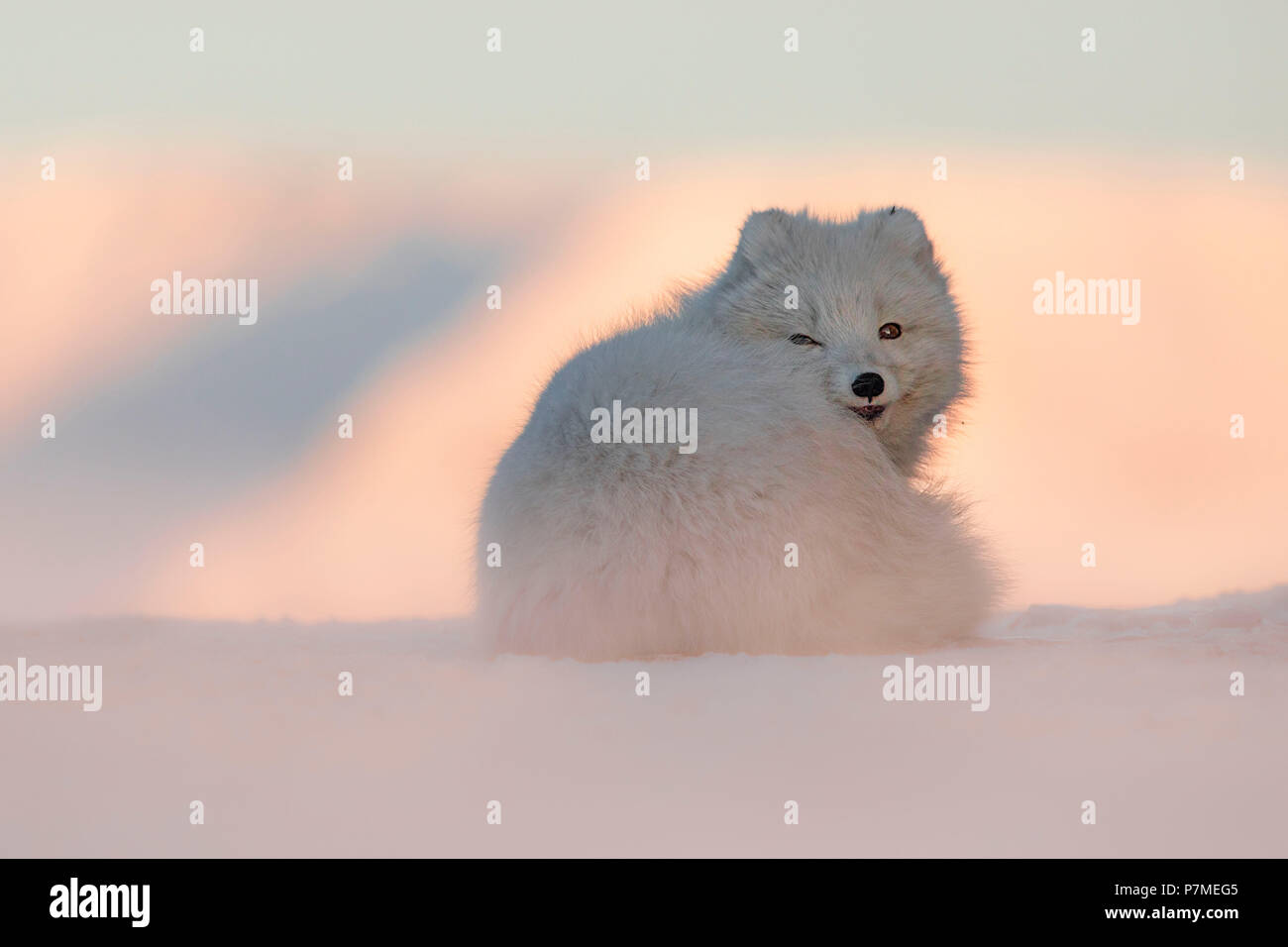 Norway arctic fox hi-res stock photography and images - Alamy