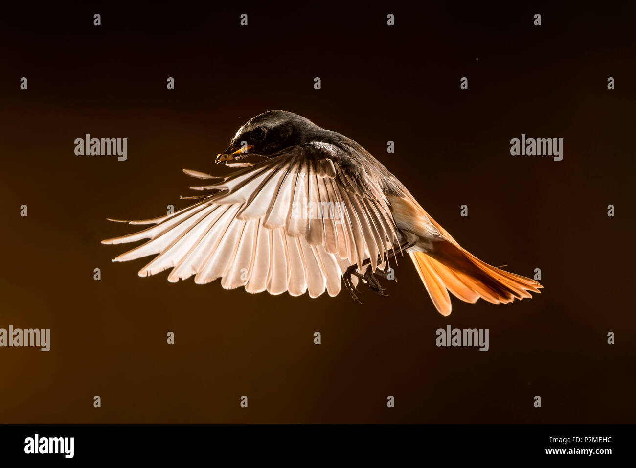 Backlit animal hi-res stock photography and images - Alamy