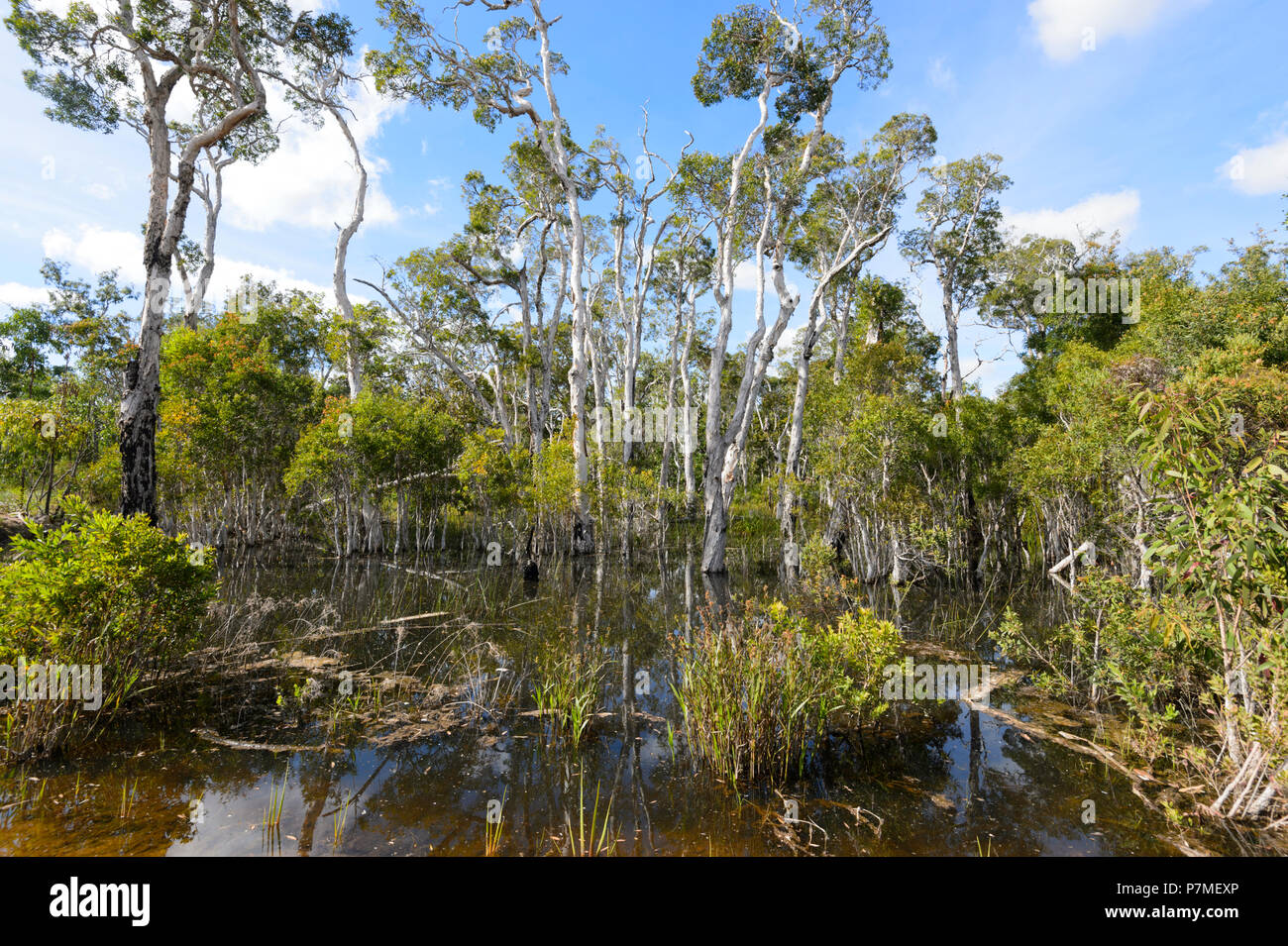 Australian paperbark tree hi-res stock photography and images - Alamy